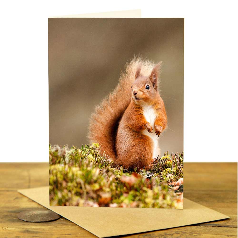 Red Squirrel Cards - Red Squirrel on the Ground Card